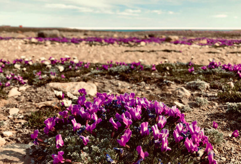 Taloyoak - Arcticonnexion